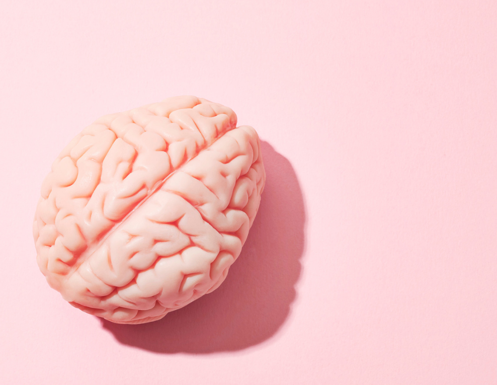 Learn About Brain Geography - NAF