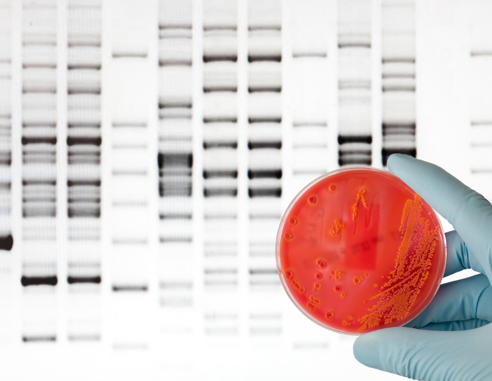 Transforming Bacteria Simulation - NAF